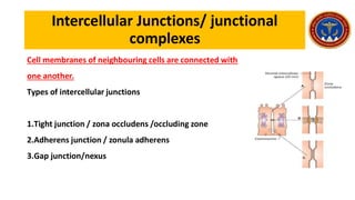 Lecture 3 / 2022 General Physiology II- Inter cellular junctions | PPT