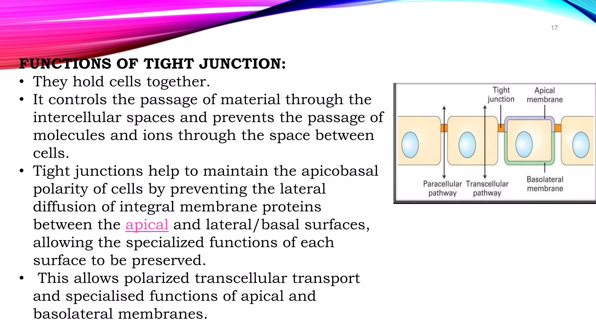 Intercellular junctions in Health and Disease | PPTX