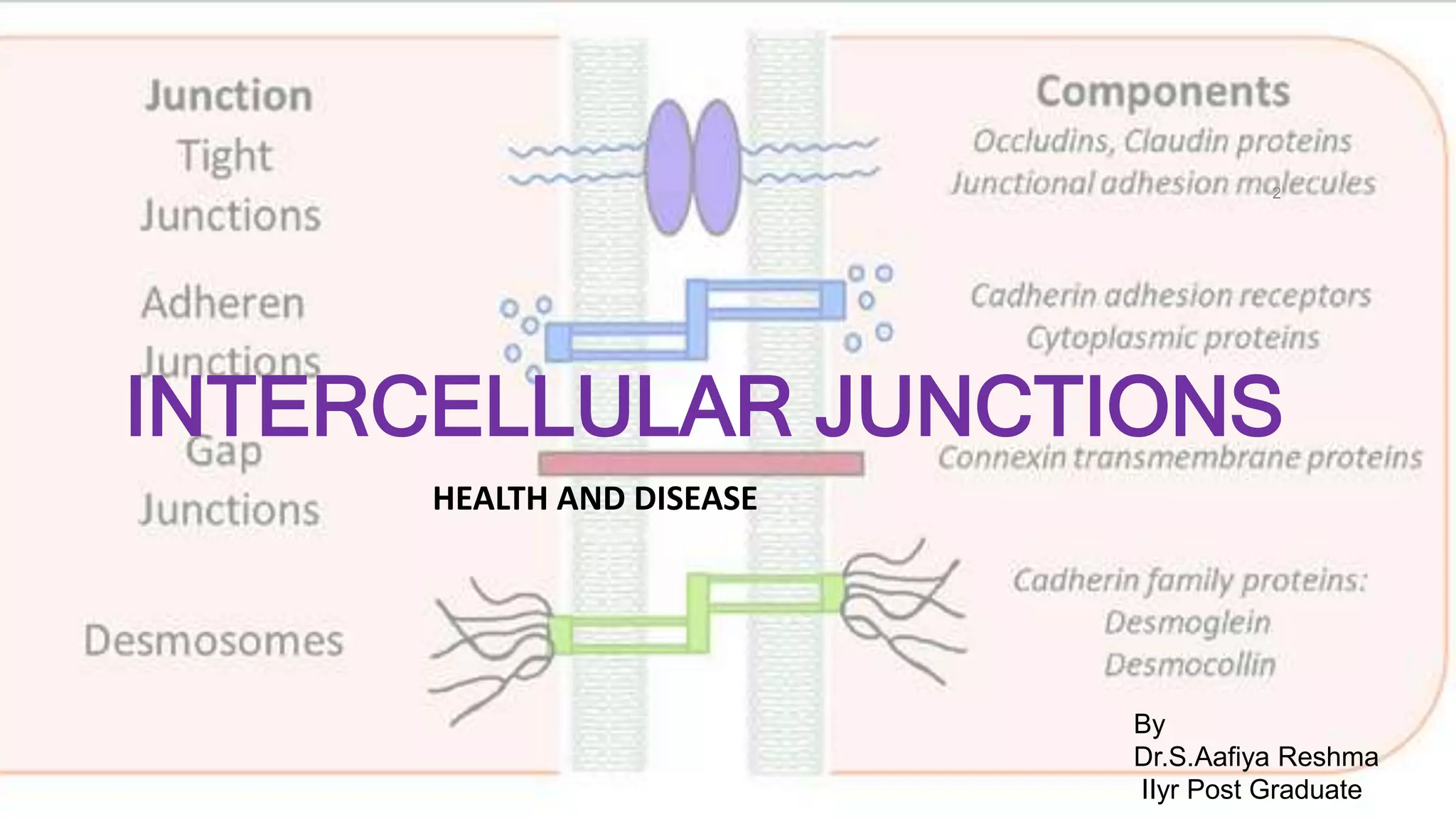 Intercellular junctions in Health and Disease | PPTX