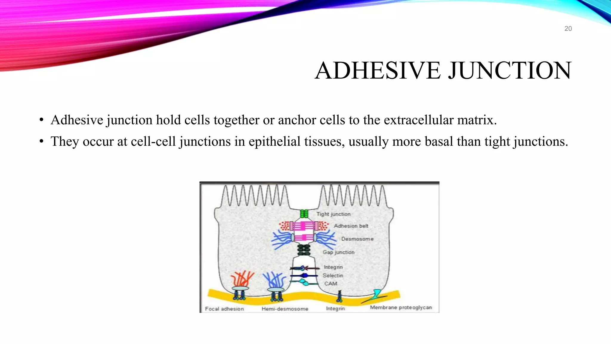 Intercellular junctions in Health and Disease | PPTX
