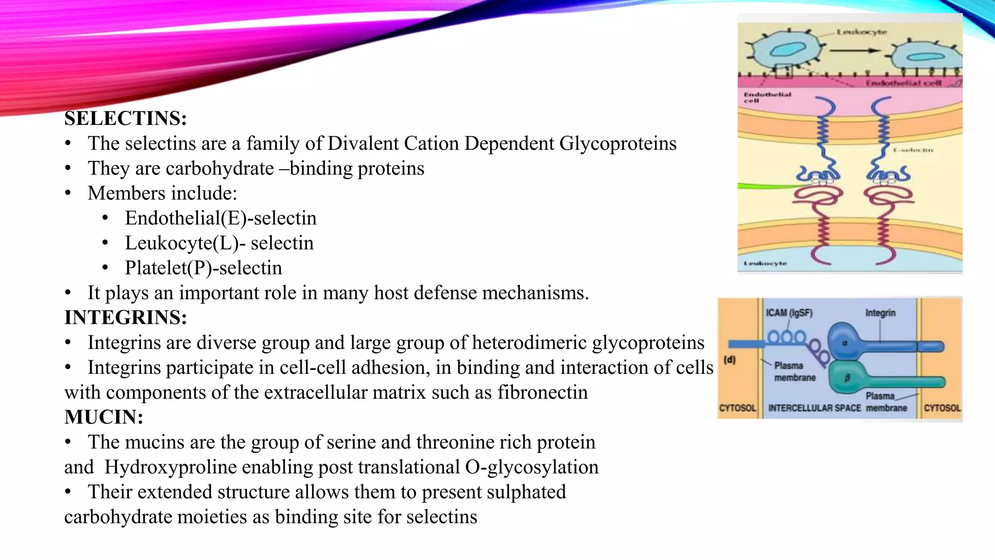 Intercellular junctions in Health and Disease | PPTX