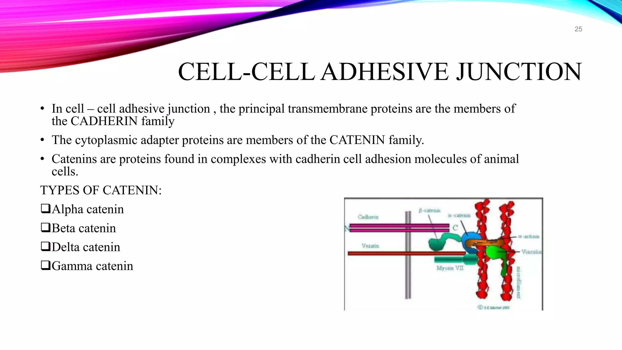 Intercellular junctions in Health and Disease | PPTX