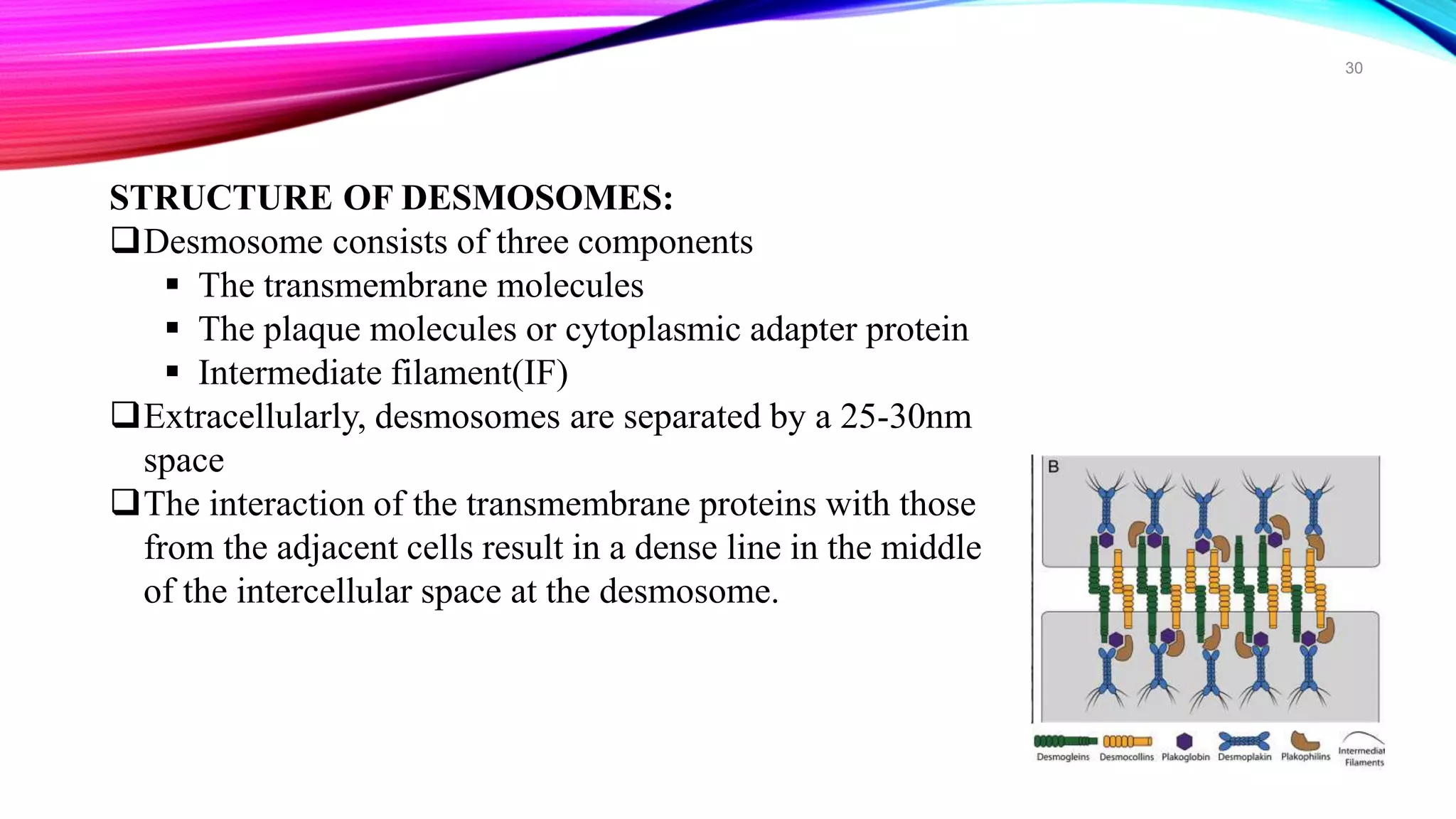 Intercellular junctions in Health and Disease | PPTX