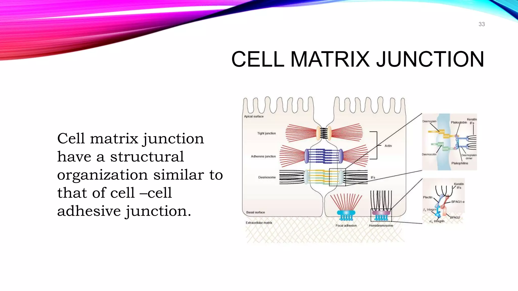 Intercellular junctions in Health and Disease | PPTX