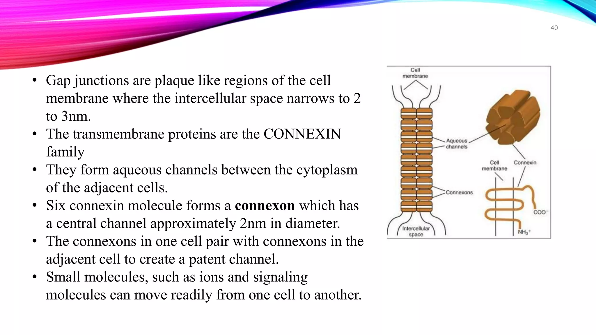 Intercellular junctions in Health and Disease | PPTX