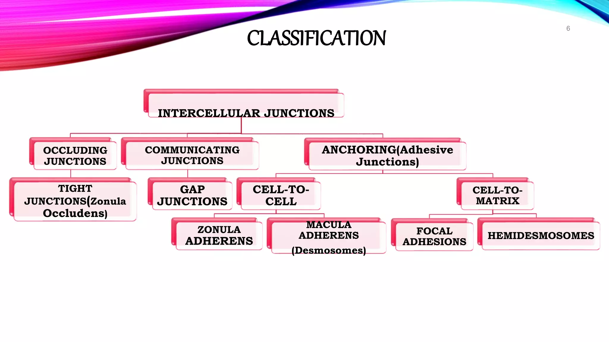 Intercellular junctions in Health and Disease | PPTX