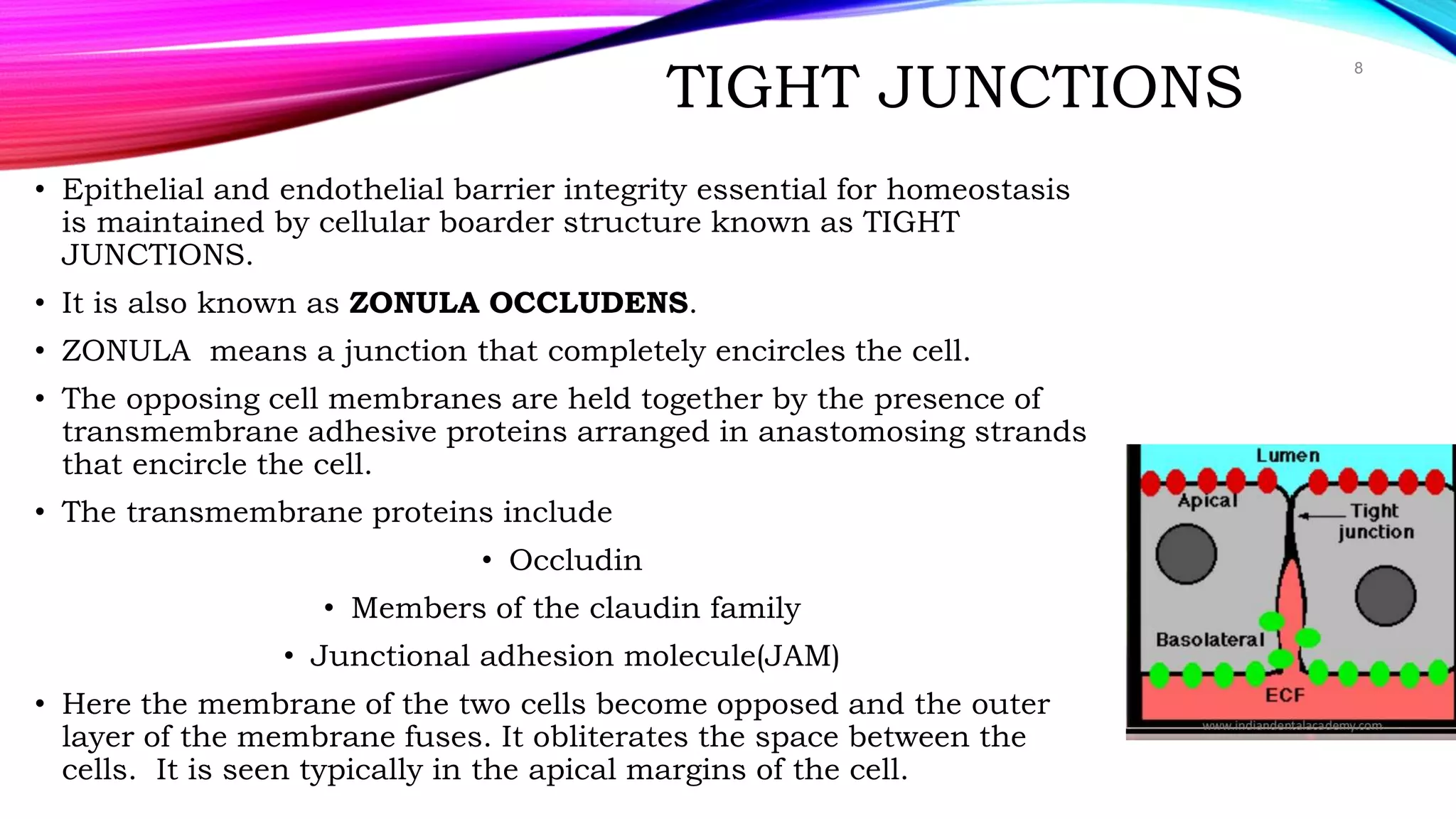 Intercellular junctions in Health and Disease | PPTX
