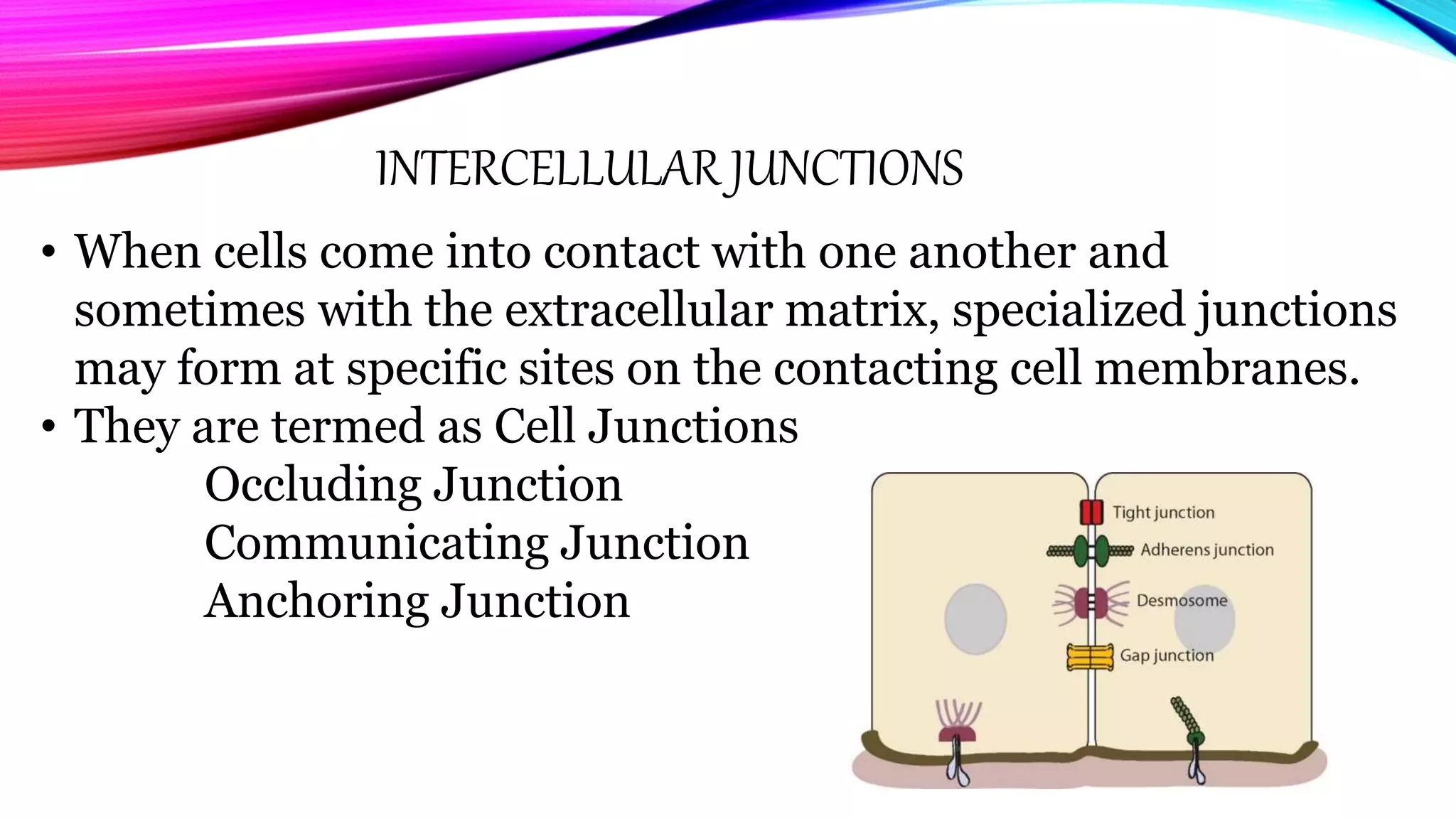 Intercellular junctions in Health and Disease