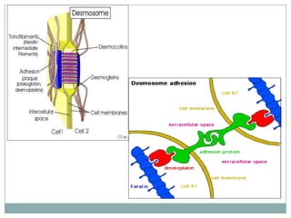 Intercellular junctions_2 | PPTX | Biological Sciences | Science