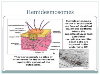 Intercellular junctions_2 | PPTX | Biological Sciences | Science