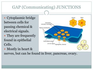 Intercellular junctions_2 | PPTX | Biological Sciences | Science