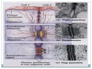 Intercellular junctions_2 | PPTX