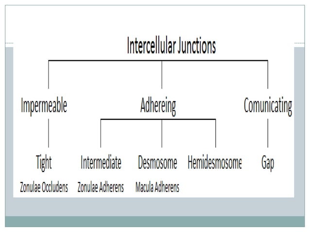 Intercellular junctions_2 | PPT