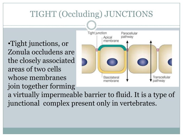 Intercellular junctions_2 | PPT