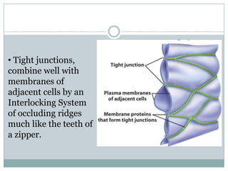 Intercellular junctions_2 | PPTX | Biological Sciences | Science