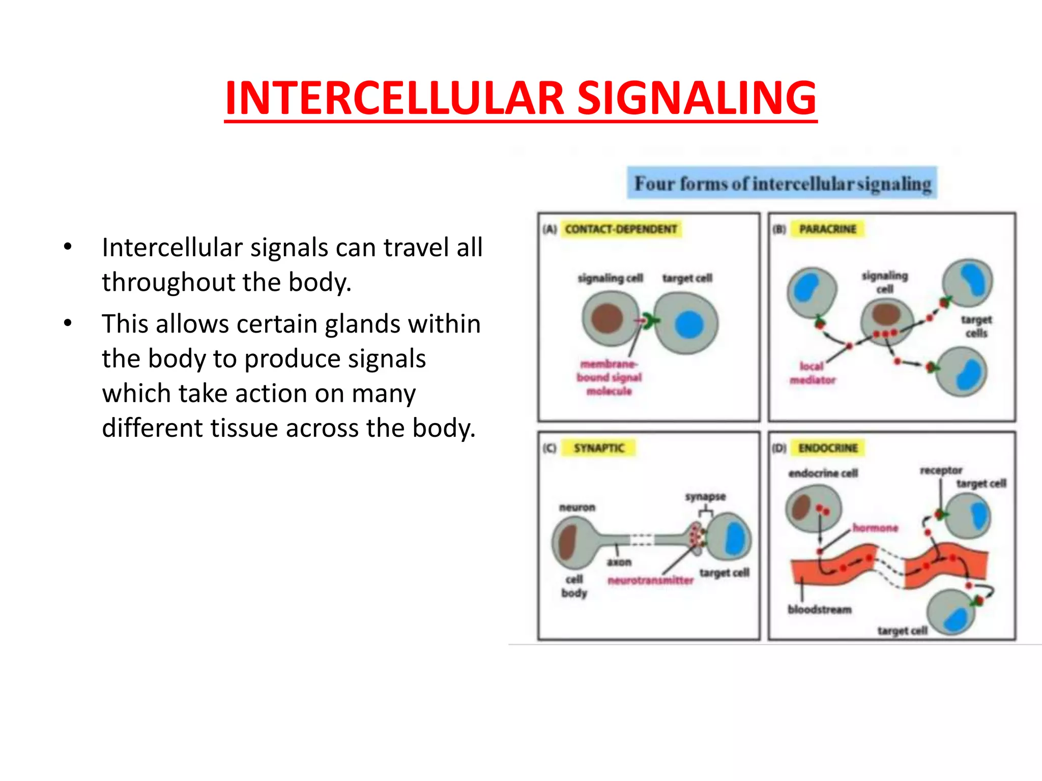 Intercellular Signalling Pathways Pptx