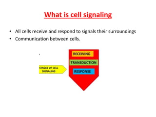 Intercellular signalling pathways | PPTX