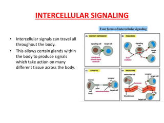 Intercellular signalling pathways | PPTX