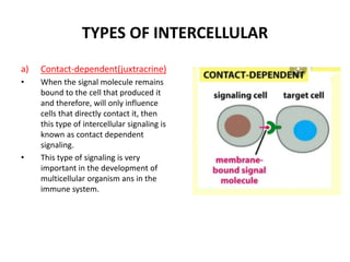 Intercellular signalling pathways | PPTX | Endocrine and Metabolic ...