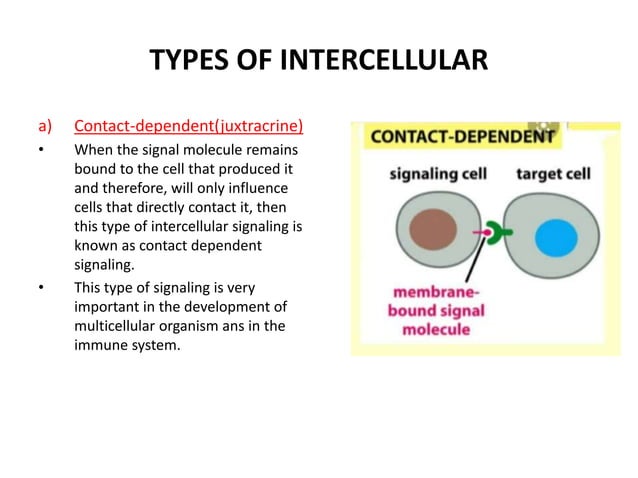 Intercellular signalling pathways | PPTX | Endocrine and Metabolic ...