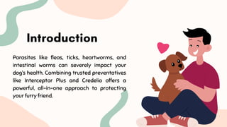 Interceptor Plus & Credelio for Dogs: A Combo for 360-Degree Parasite ...