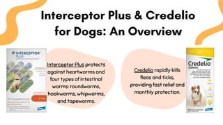 Interceptor Plus & Credelio for Dogs: A Combo for 360-Degree Parasite ...