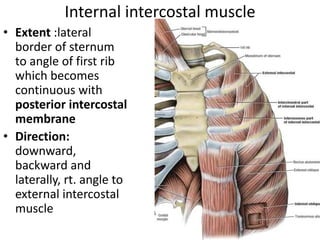 Intercostal Muscle and Diaphragm NAIHS pdf.pdf | Death, Injury, or ...