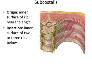 Intercostal Muscle and Diaphragm NAIHS pdf.pdf | Death, Injury, or ...