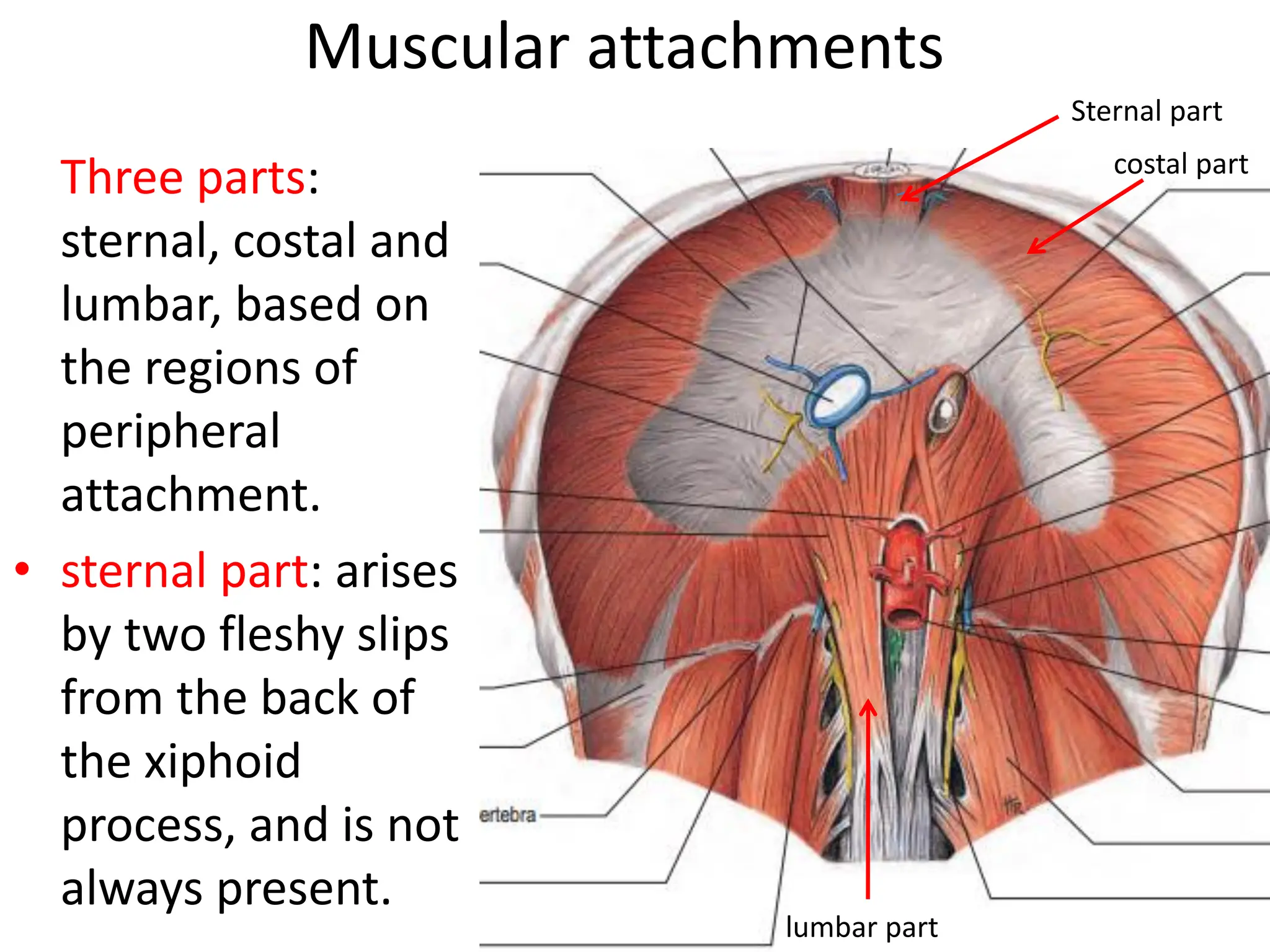 Intercostal Muscle and Diaphragm NAIHS pdf.pdf