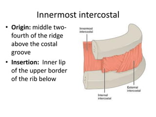 Intercostal Muscle and Diaphragm NAIHS pdf.pdf