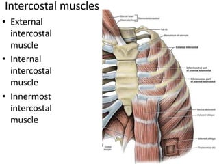 Intercostal Muscle and Diaphragm NAIHS pdf.pdf