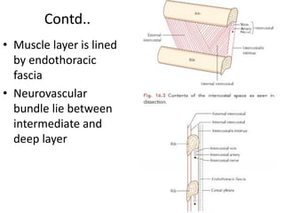 Intercostal Muscle and Diaphragm NAIHS pdf.pdf