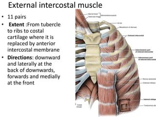 Intercostal Muscle and Diaphragm NAIHS pdf.pdf