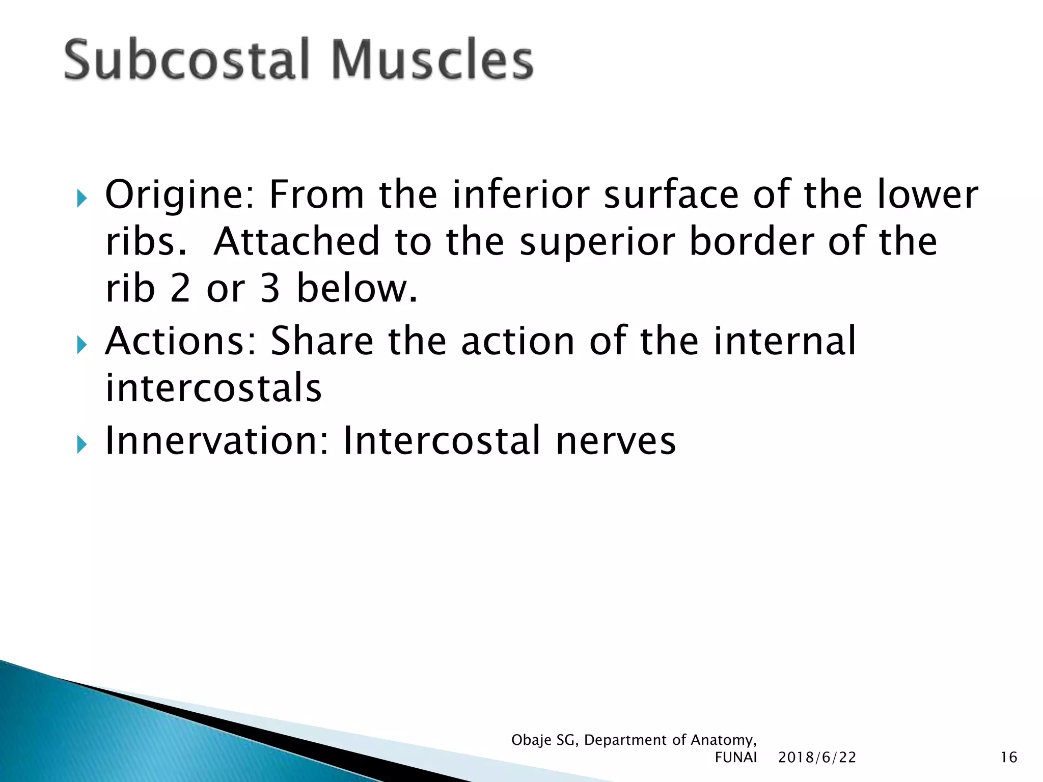 Intercostal muscles ana 202 | PPTX