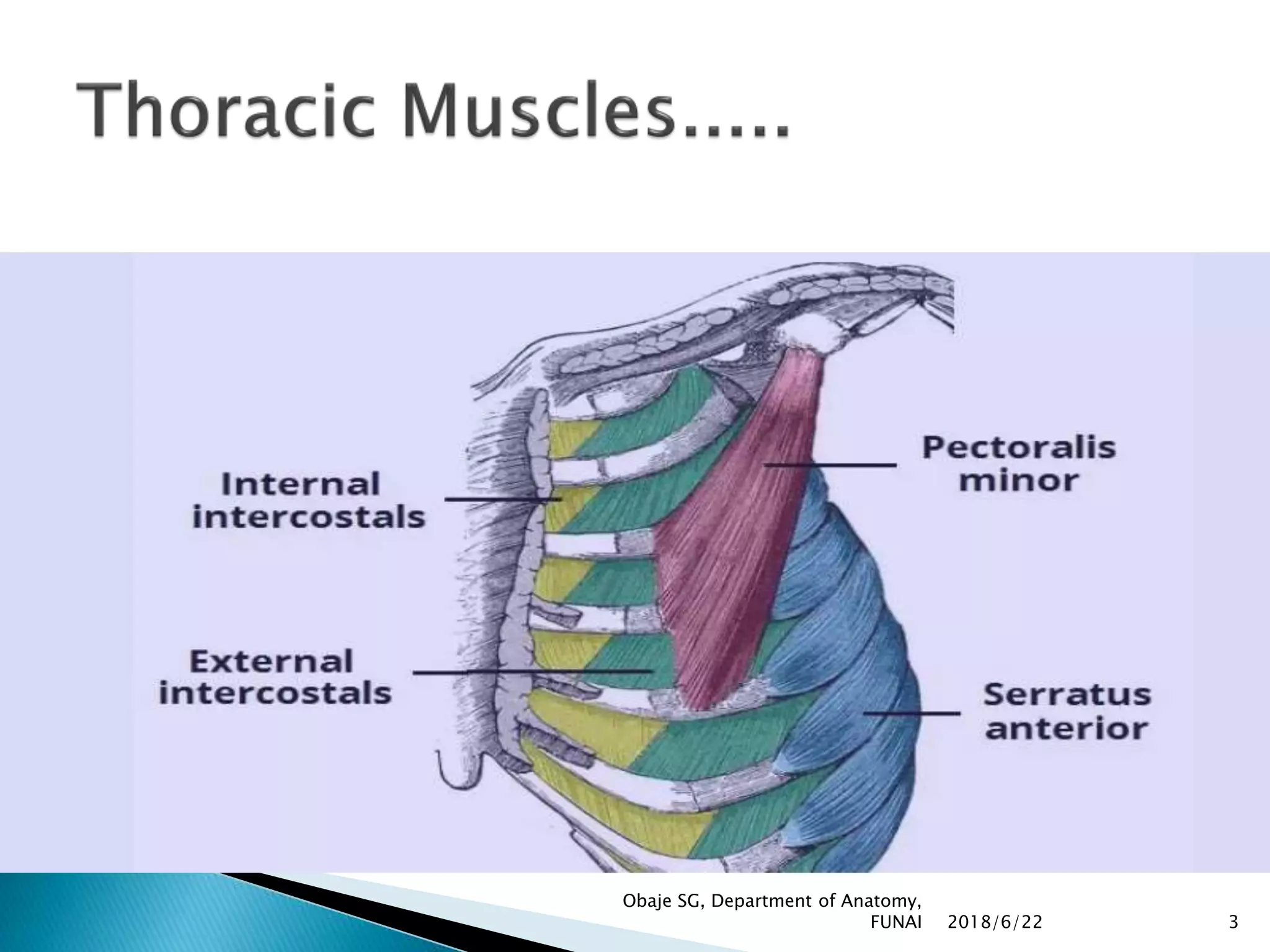 Intercostal muscles ana 202 | PPTX