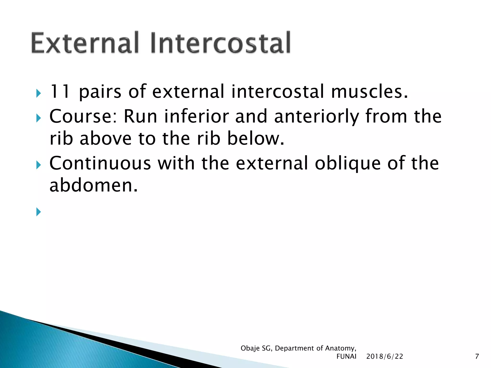Intercostal muscles ana 202 | PPTX