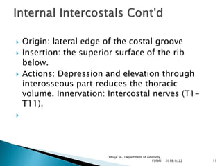 Intercostal muscles ana 202 | PPTX