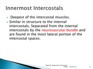 Intercostal muscles ana 202 | PPTX