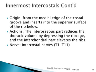 Intercostal muscles ana 202 | PPTX