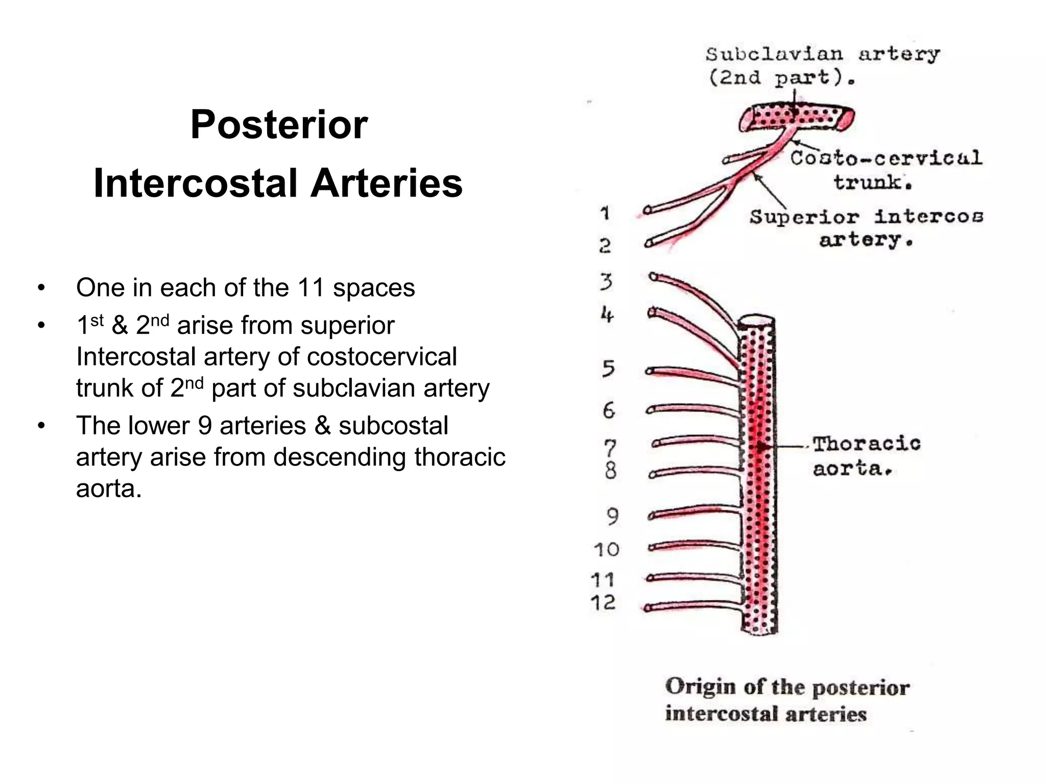Intercostal muscles | PPT