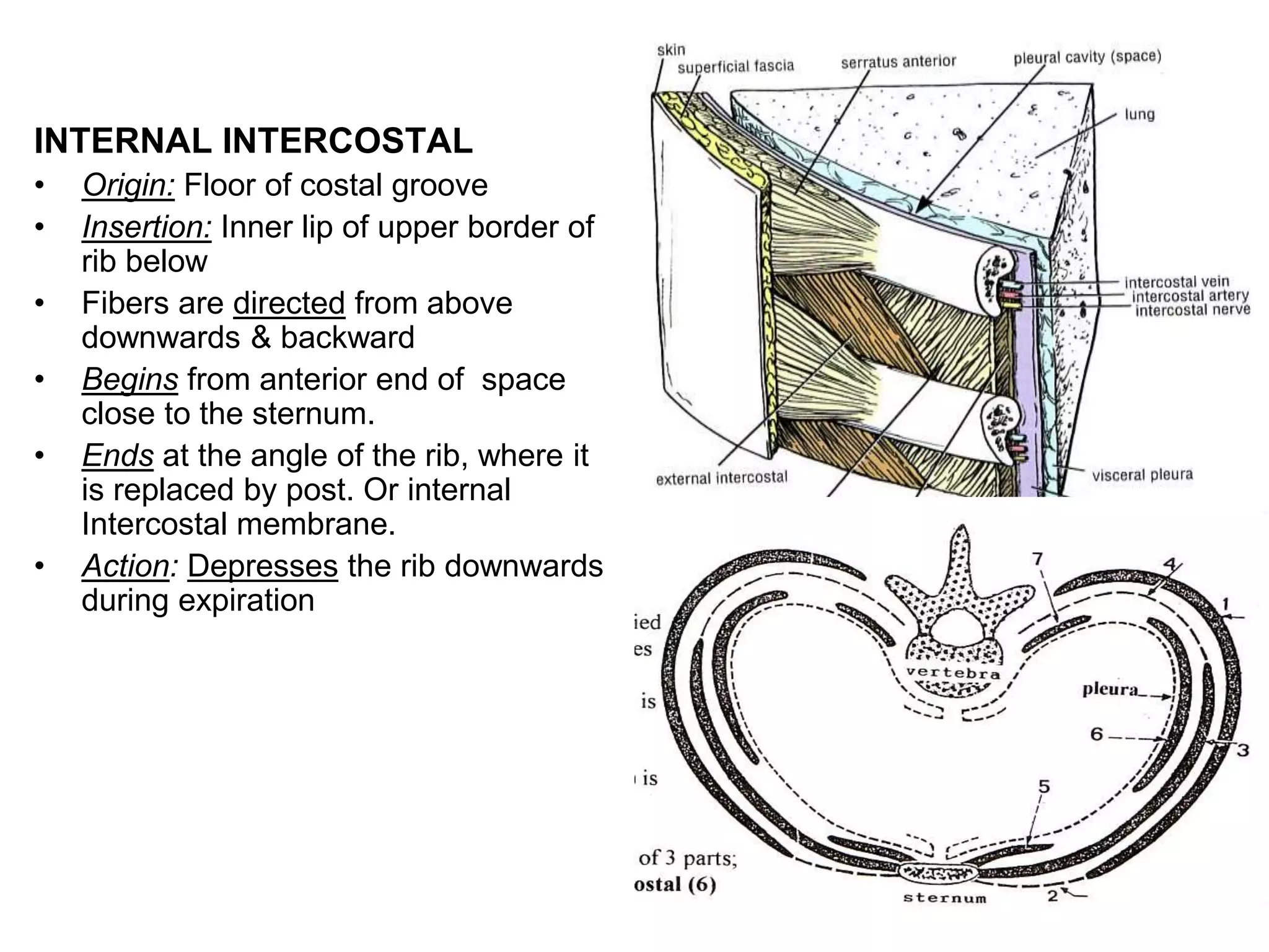 Intercostal muscles | PPT
