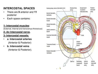 Intercostal muscles | PPT