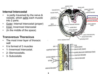 Intercostal muscles | PPT