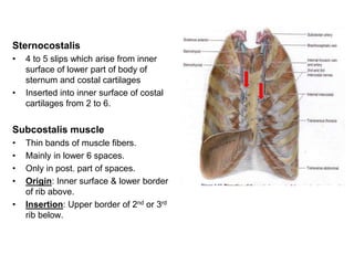 Sternocostalis Muscle