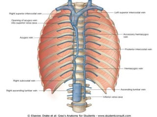 Subcostalis Muscle