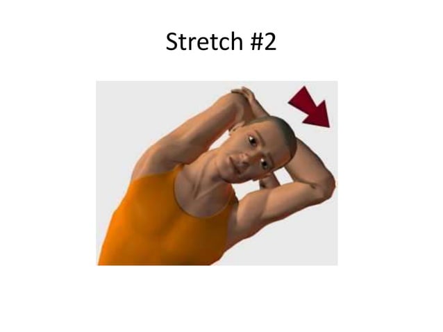Intercostal muscle stretches | PPTX