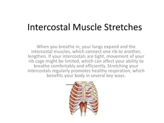Intercostal muscle stretches | PPT