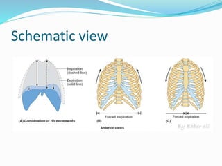 Intercostal Space Diagram