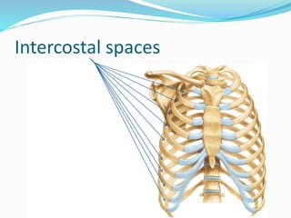 Intercostal space | PPT