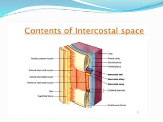 Intercostal Space